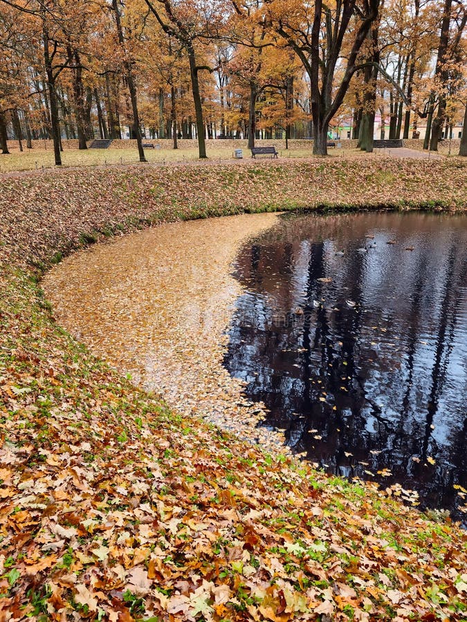 Round Pond in Autumn. Fallen Leaves on the Surface of the Water in the ...