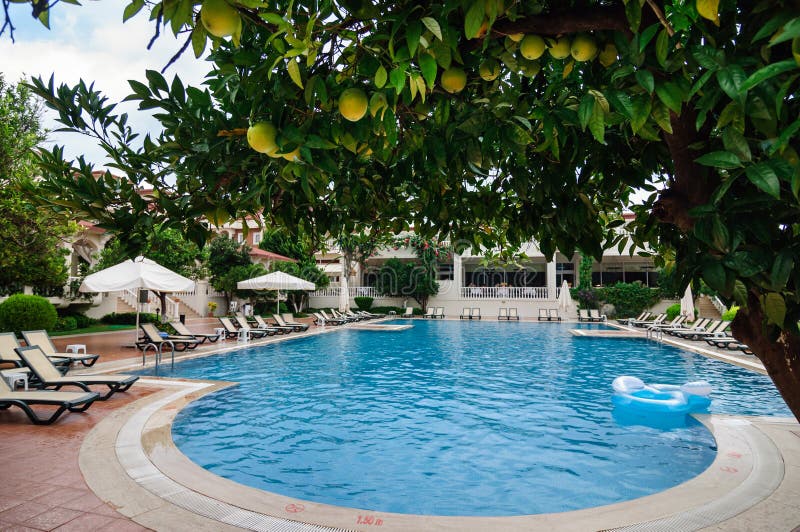 The Round Pool Under an Orange Tree. Stock Image - Image of outdoor ...