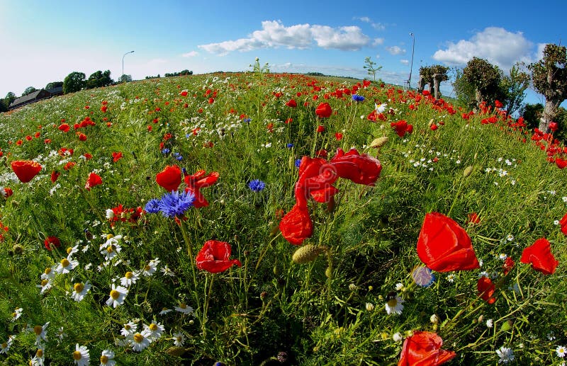 Round poppy field stock image. Image of flowers, view - 14954967