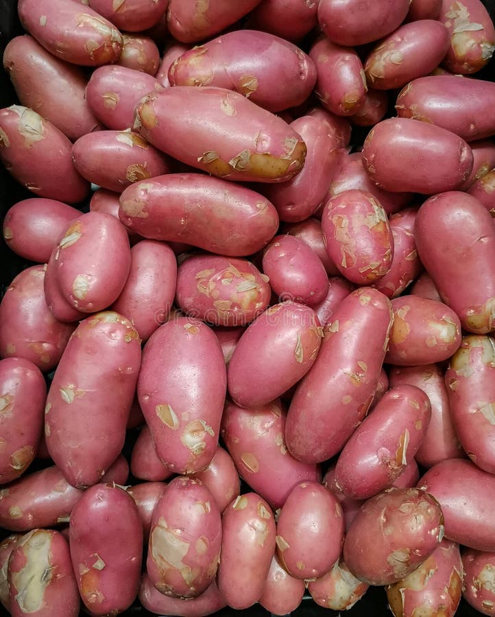 Round Potatoes from the New Harvest Stock Photo - Image of organic ...