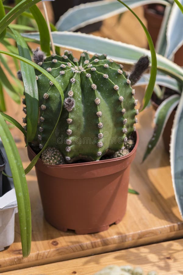 Potted cactus stock image. Image of gardens, flower, botany - 4515429