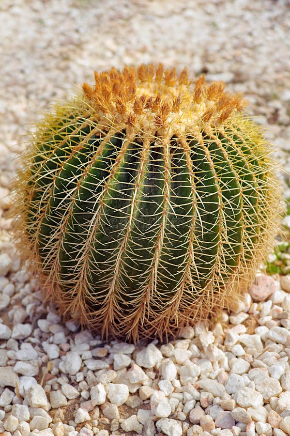 Round prickly cactus stock photo. Image of flora, botany - 26743560