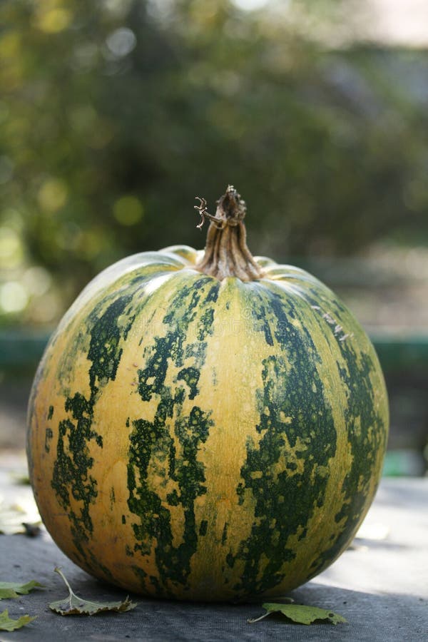 Round Pumpkin with Spiral Stem in Ornamental Vegetable Garden Stock ...