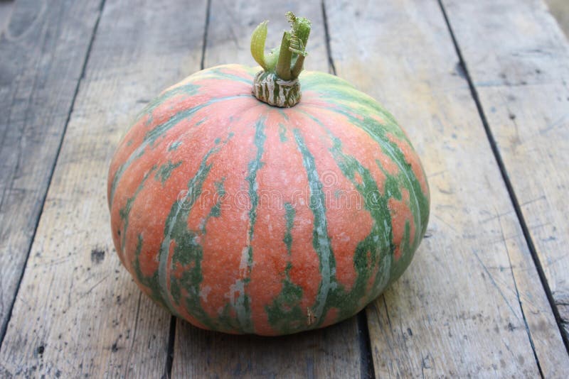 Round pumpkin on board stock image. Image of cooking - 78104201