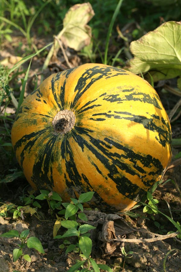 Round Pumpkin with Spiral Stem in Ornamental Vegetable Garden Stock ...