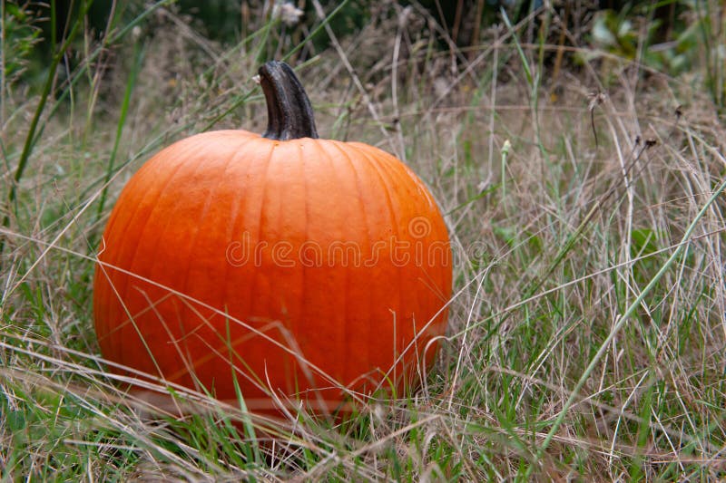 Round pumpkin in grass stock image. Image of round, meadow - 335814057