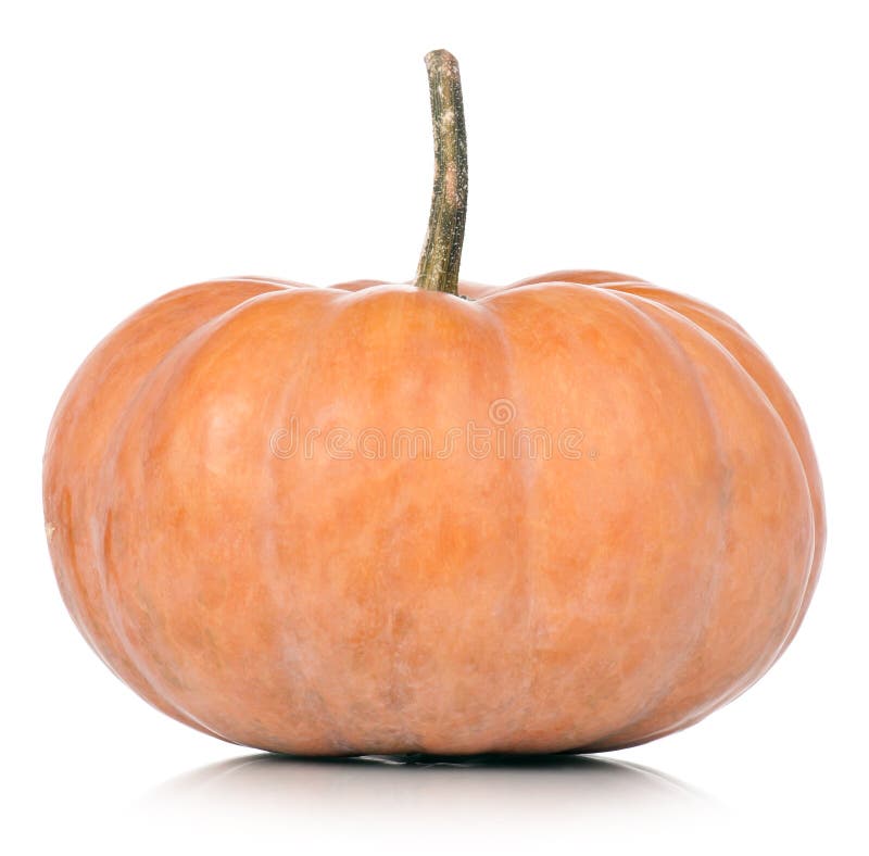 Round Pumpkin with Spiral Stem in Ornamental Vegetable Garden Stock ...