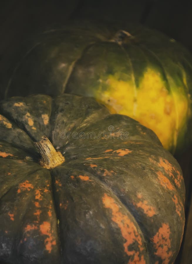 Round Pumpkins in a Dark Room are Autumn Decorations. Autumn Pumpkins ...
