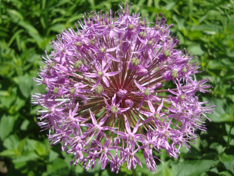 Round purple allium flower stock image. Image of herb - 219702113