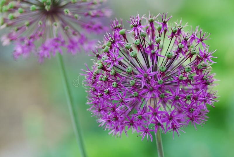 Round purple flower stock photo. Image of macro, green - 21054476