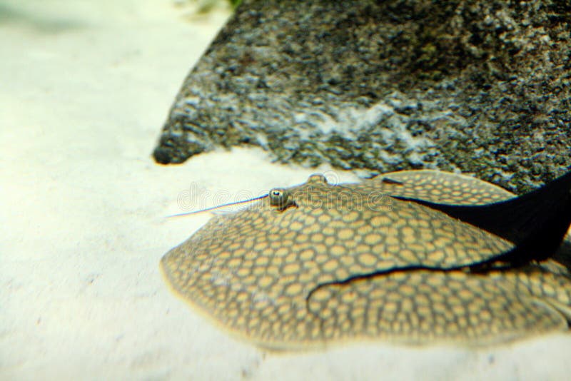 Round Ray and Pterygoplichthys Pardalis Fish Stock Photo - Image of ...