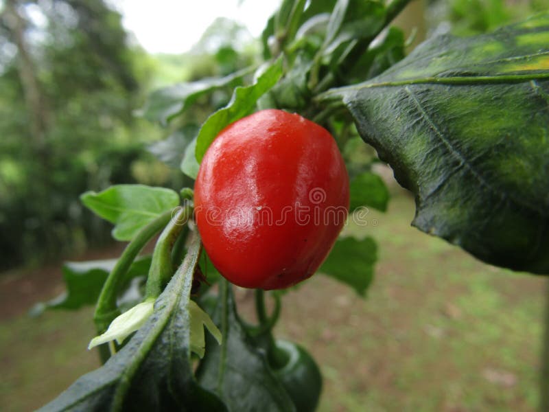 399 Round Red Chili Garden Stock Photos - Free & Royalty-Free Stock ...