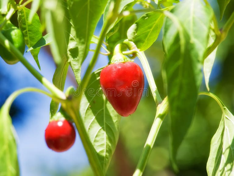 Round red chilli stock photo. Image of chile, green, chilly - 10672642