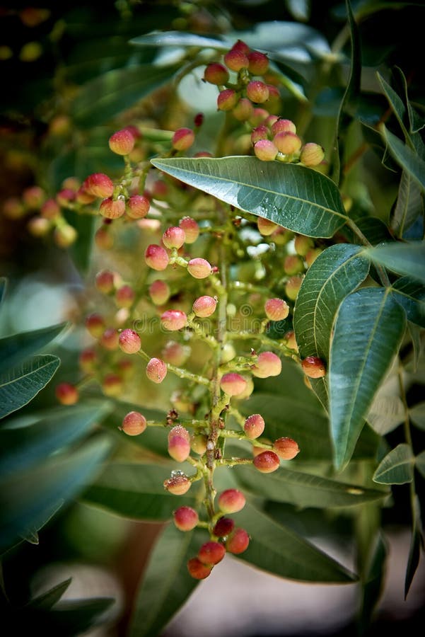 Red Round Fruit Picture. Image: 89693752