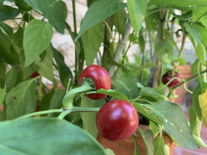 Round Red Hot Peppers |in the Garden. Stock Image - Image of fresh ...