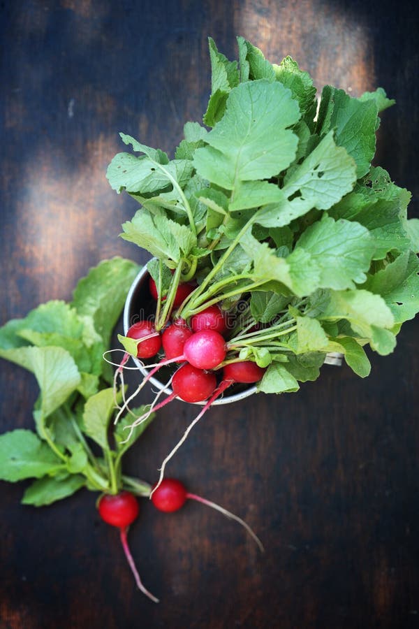Round radish on the board stock photo. Image of closeup - 117227496