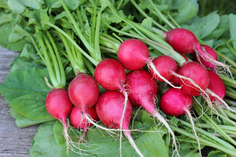 Round Red Radish with Tops, Top View Stock Image - Image of harvest ...