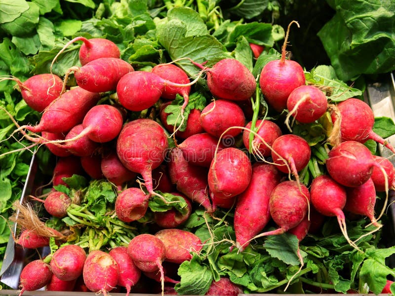 Radish stock photo. Image of freshness, closeup, harvest - 272338904