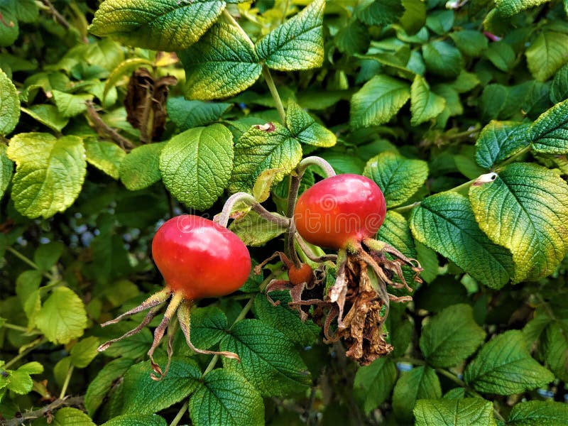 Round Red Rose Hips in the Summer Stock Image - Image of branch ...