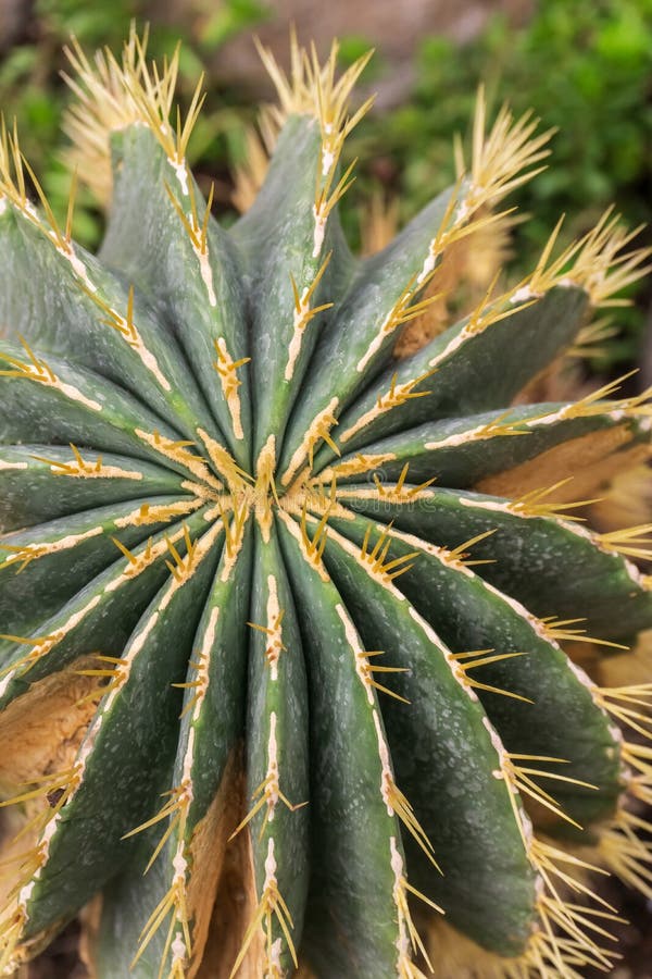 Round Ribbed Cactus with Needles Close Up Stock Image - Image of flora ...