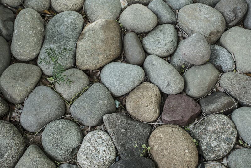 Rock Bed or Rounded Smooth Stones Stock Image - Image of wallpaper ...