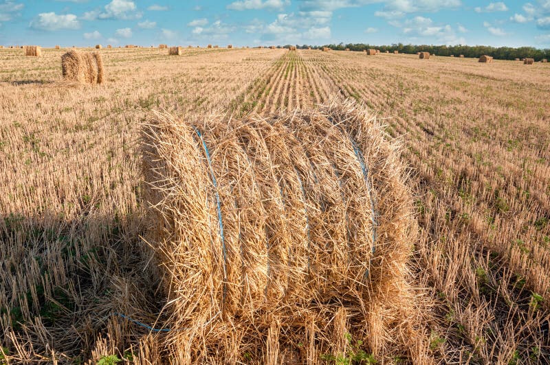 Rolled hay pack stock image. Image of agronomy, landscape - 106841093