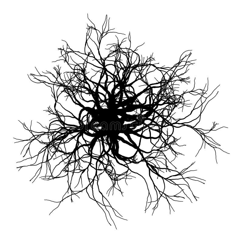 Round Roots - Vector Illustration Stock Vector - Illustration of shape ...