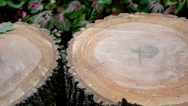 Round Saw Cut of an Old Tree with Rings Sawn in a Circle Stock Video ...