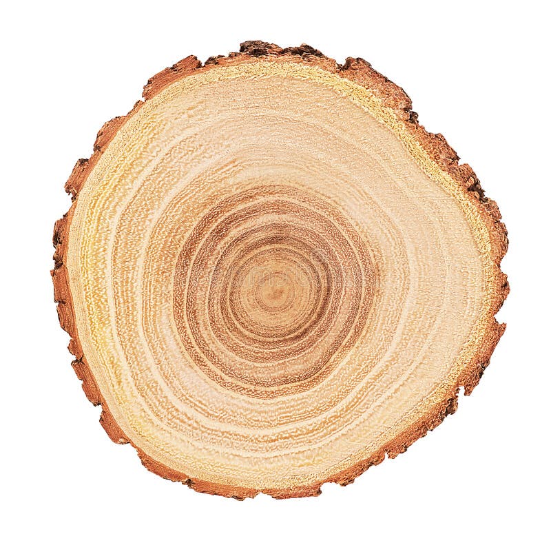 1,054 Old White Oak Tree Cross Section Background Stock Photos - Free ...