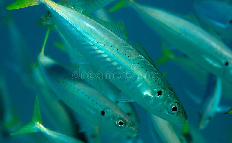 Round Scad stock image. Image of swim, ichthyology, school - 26515839