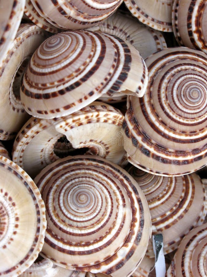 Round sea shells stock photo. Image of aquatic, luxury - 15929982