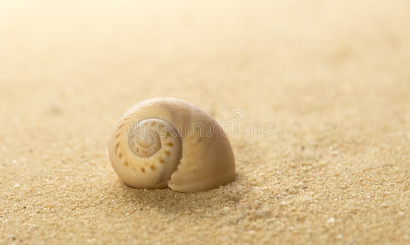 Round Sea Snail Shell on the Tropical Sandy Beach Stock Photo - Image ...