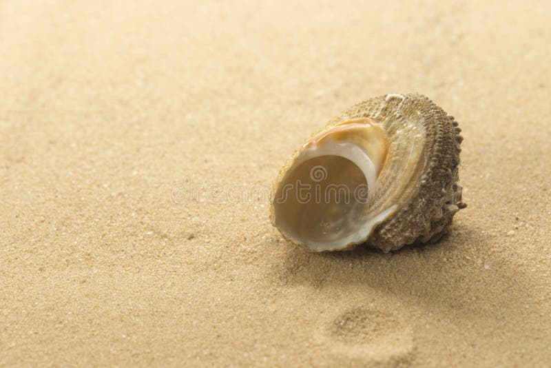 Round Sea Snail Shell on the Tropical Sandy Beach Stock Photo - Image ...