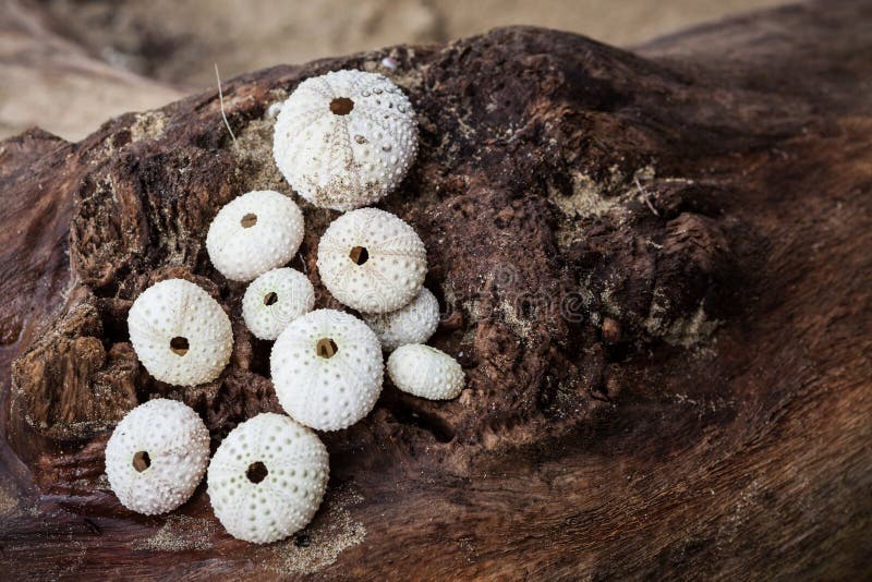 Round seashells on log stock photo. Image of tropical - 96588756