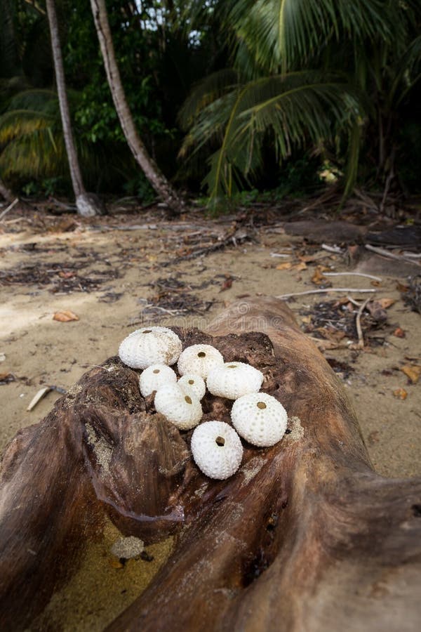 Round seashells on log stock photo. Image of shell, costa - 96844626
