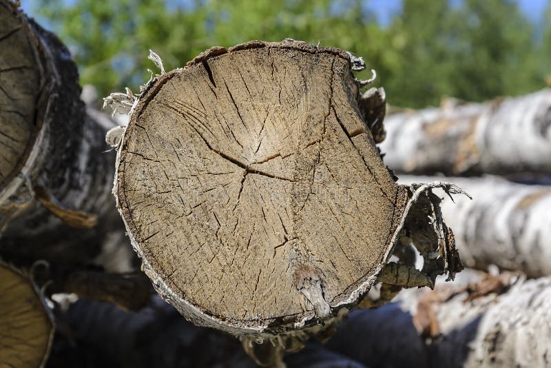 Round Section of a Tree Trunk Stock Photo - Image of process, growth ...