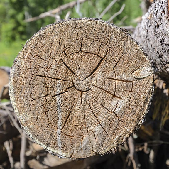 Round Section of a Tree Trunk Stock Photo - Image of large, life: 259677860