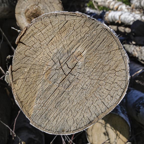 Round Section of a Tree Trunk Stock Image - Image of realistic ...