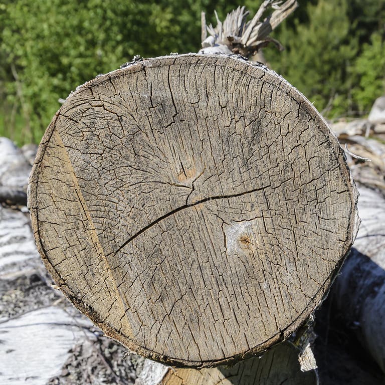 Round Section of a Tree Trunk Stock Image - Image of plank, industrial ...