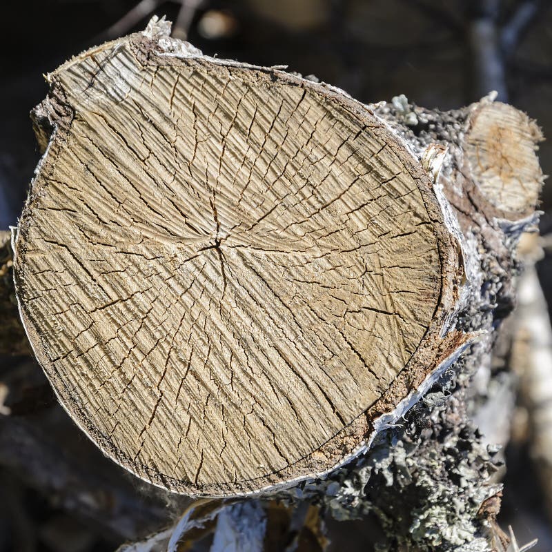 Round Section of a Tree Trunk Stock Photo - Image of material ...