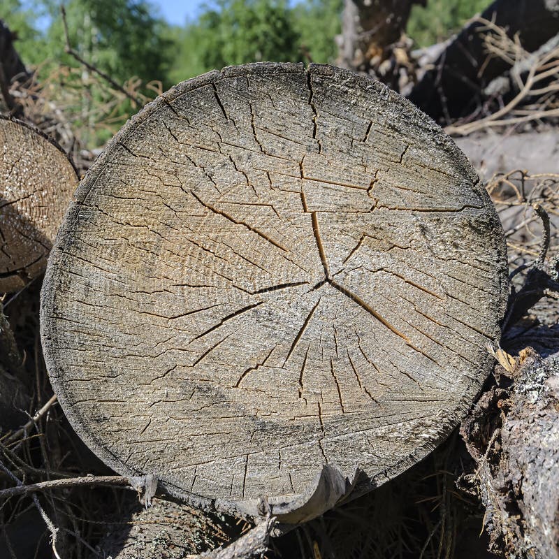 Round Section of a Tree Trunk Stock Image - Image of environmental ...
