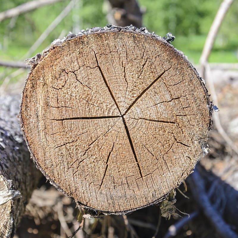 Round Section of a Tree Trunk Stock Photo - Image of lumber, power ...