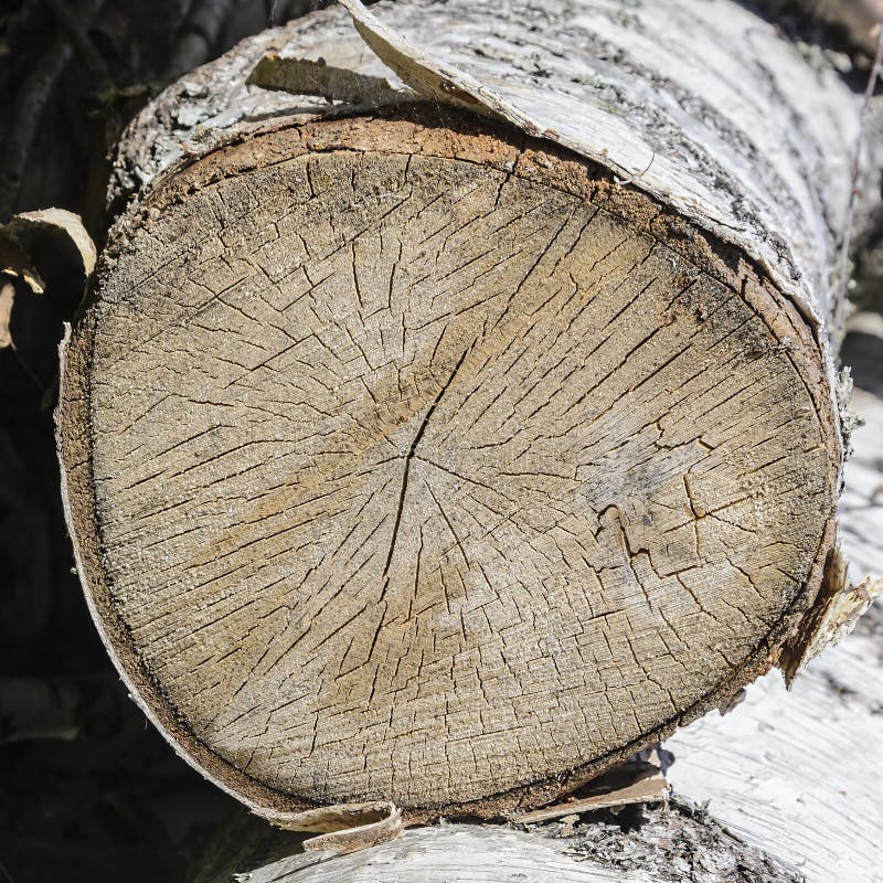 Round Section of a Tree Trunk Stock Image - Image of detailed, pile ...