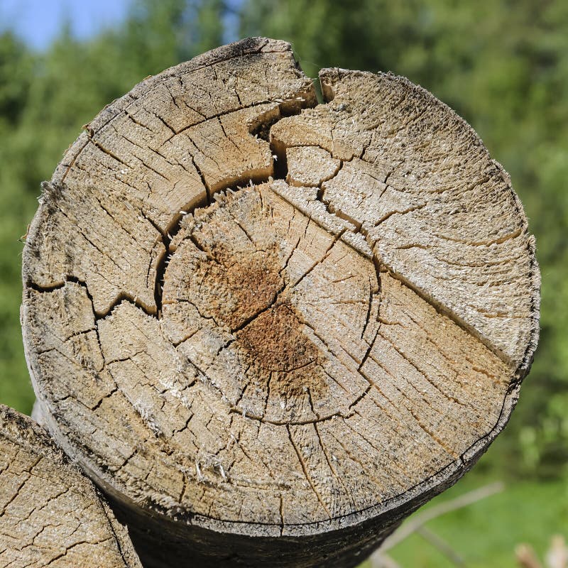 Round Section of a Tree Trunk Stock Photo - Image of industrial, beam ...