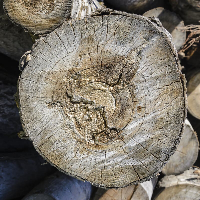 Round Section of a Tree Trunk Stock Photo - Image of ring, large: 261149400