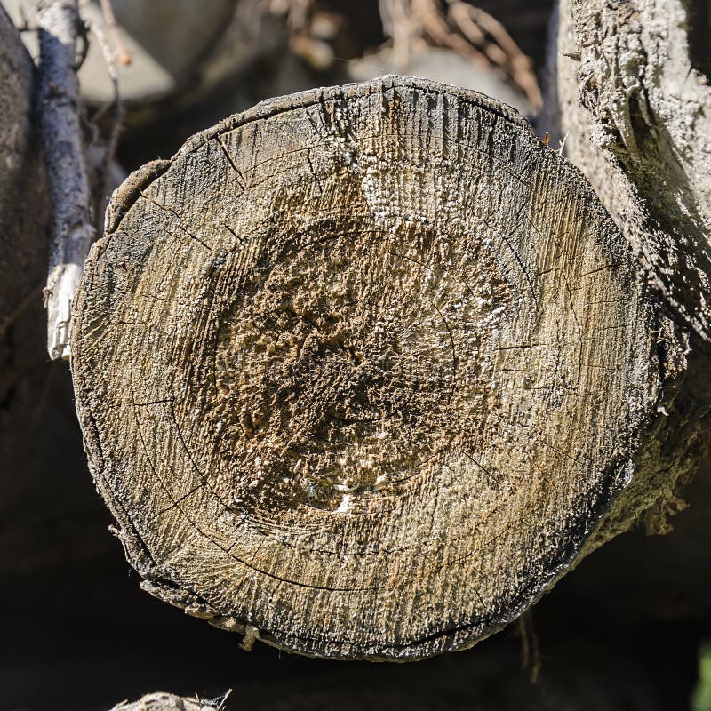 Round Section of a Tree Trunk Stock Photo - Image of fuel, detailed ...