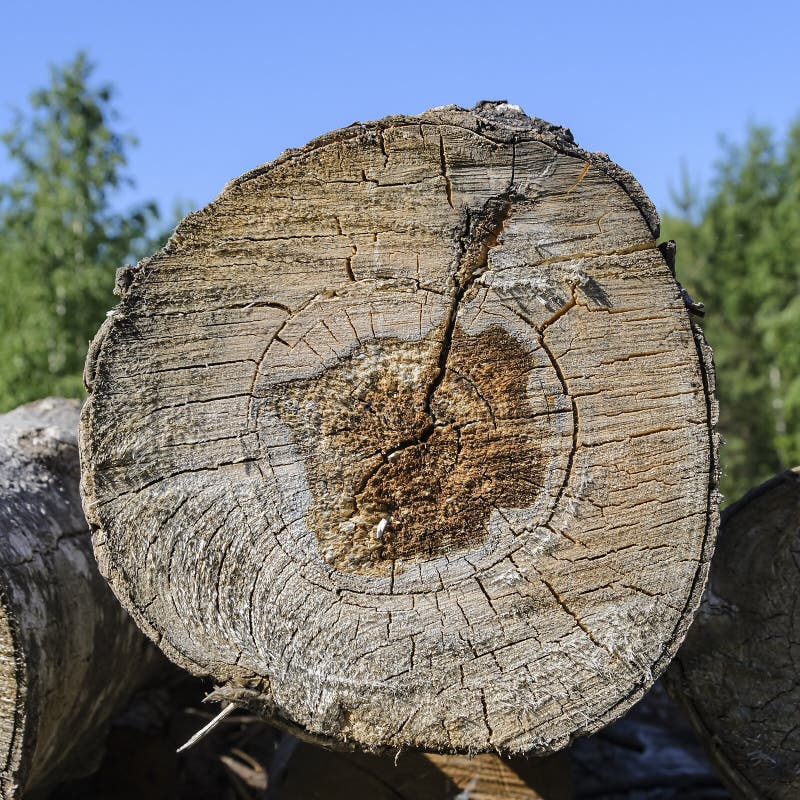 Round Section of a Tree Trunk Stock Image - Image of power, furniture ...