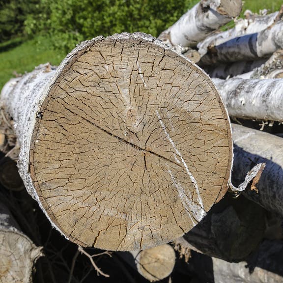 Round Section of a Tree Trunk Stock Photo - Image of life, ring: 261365016