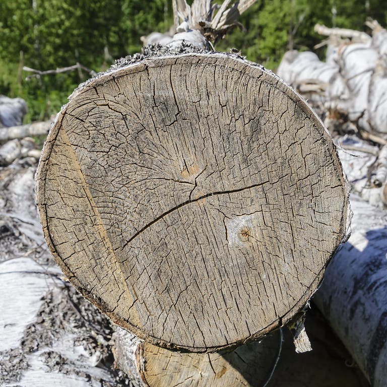 Round Section of a Tree Trunk Stock Image - Image of detailed, plank ...