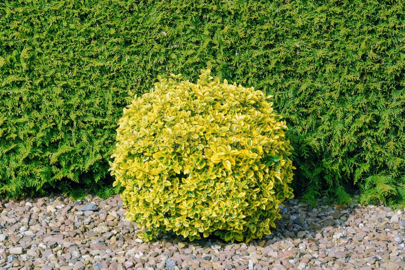 Round Shape Bush stock image. Image of environment, shrub - 62400919